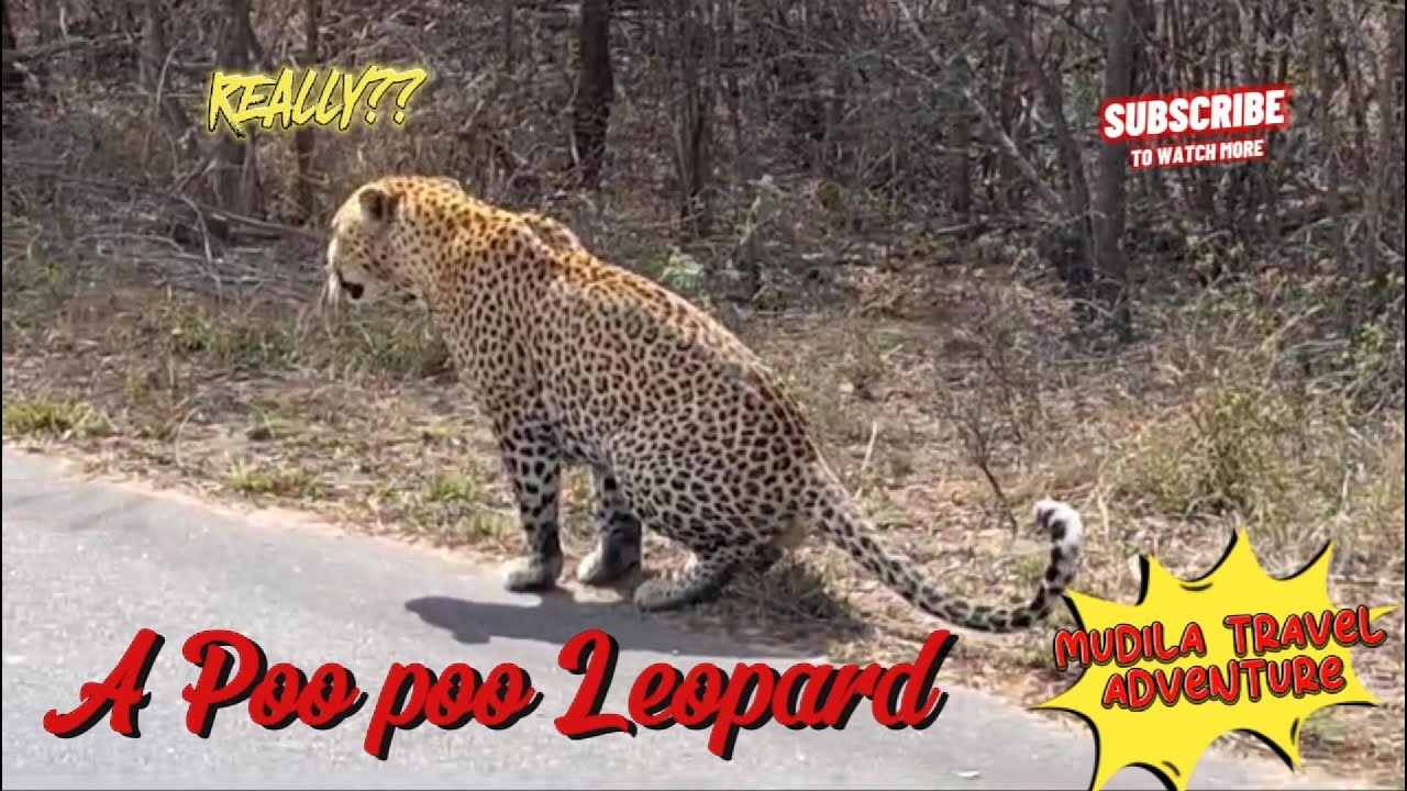 A Poo Poo Leopard in #krugernationalpark #safari #africansafari # ...