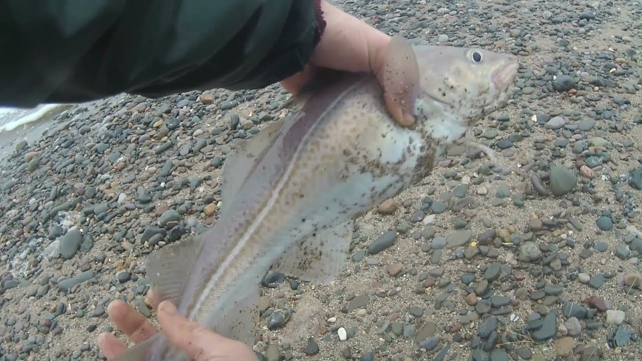 blackpool fishing cod 06/12/18 - YouTube