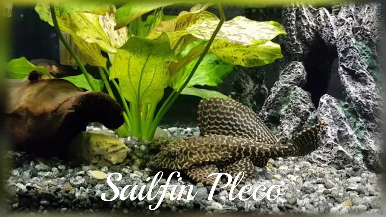 Leopard Sailfin Pleco | Gold Spot Sailfin Pleco - YouTube