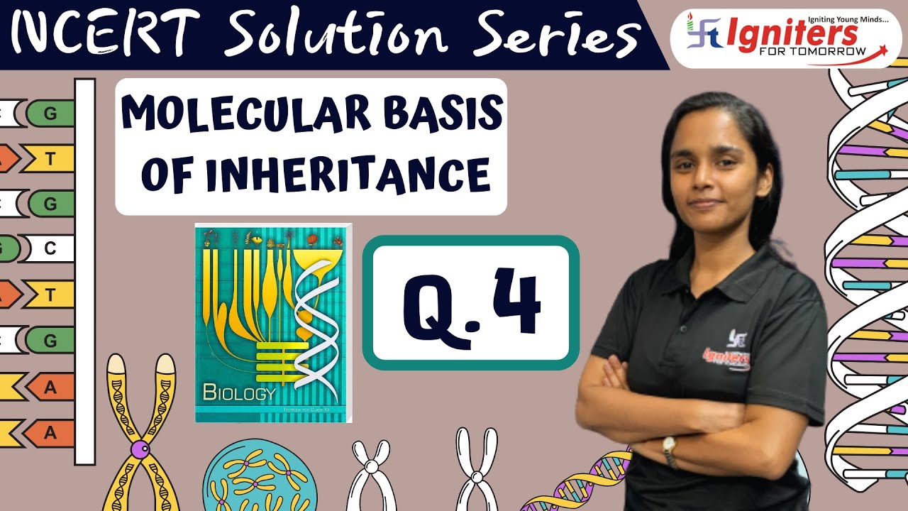 Exercise Q.4 - Molecular basis of Inheritance | Class 12 | NCERT ...