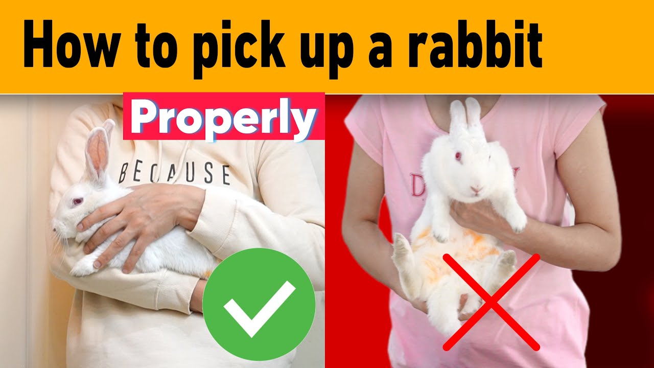 How to Pick Up a Rabbit Properly - YouTube