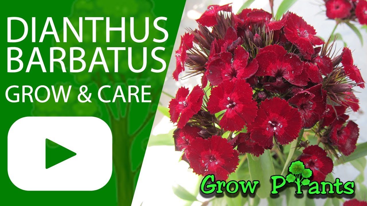 Dianthus barbatus grow and care (Sweet william) - YouTube