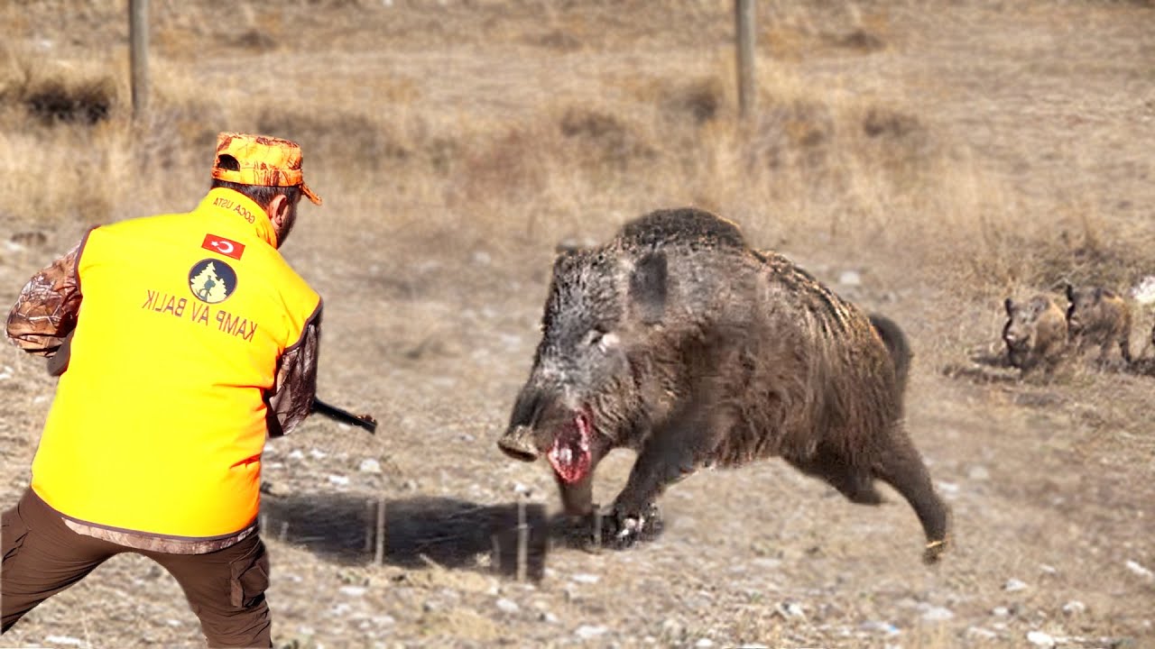 Amazing wild boar shots from American hunters, best wild boar hunts ...