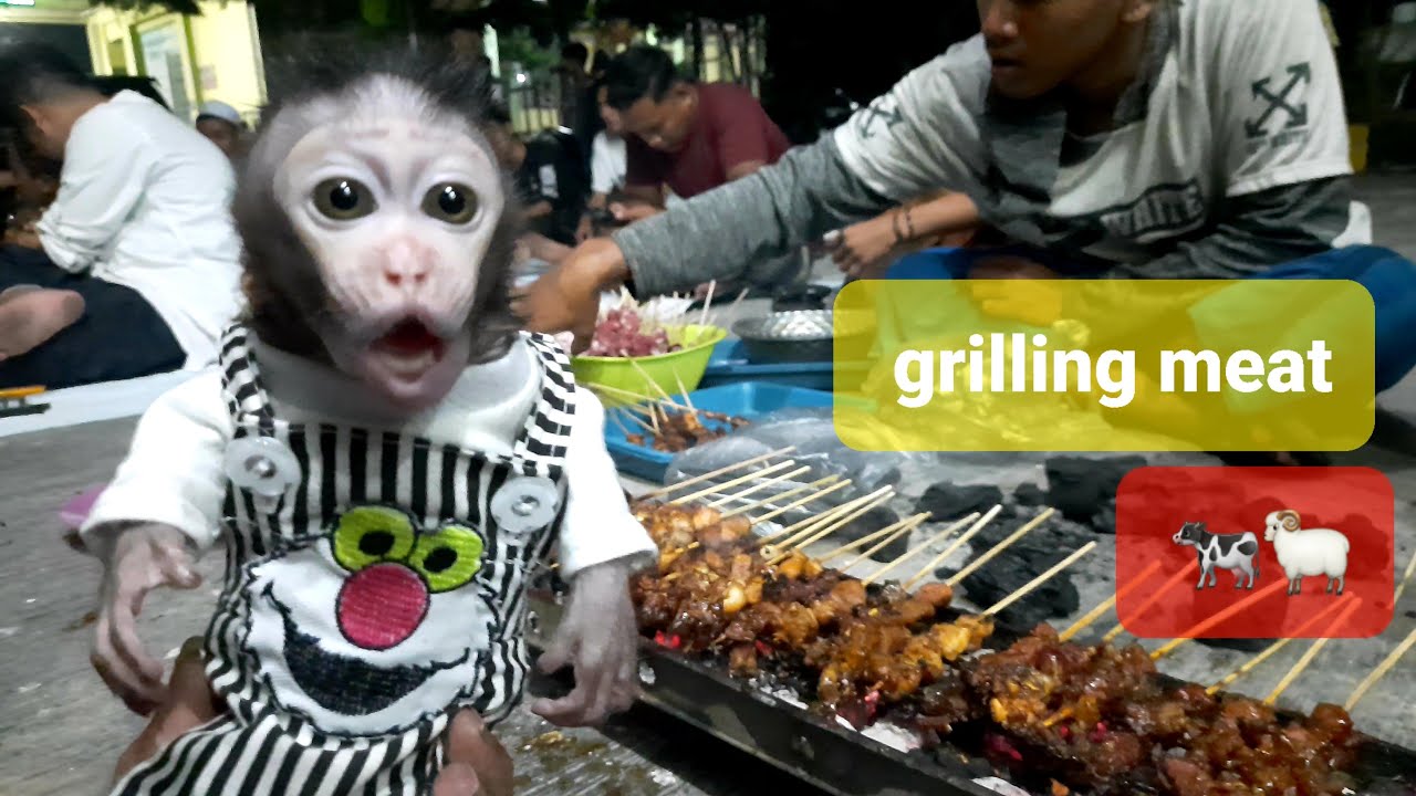 🔴 LIVE || grilling meat accompanied by baby monkeys - YouTube