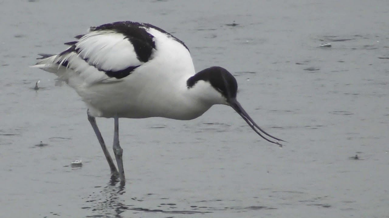 Avocet on the Lagoon on a rainy day at Brownsea Island in Poole Harbour ...