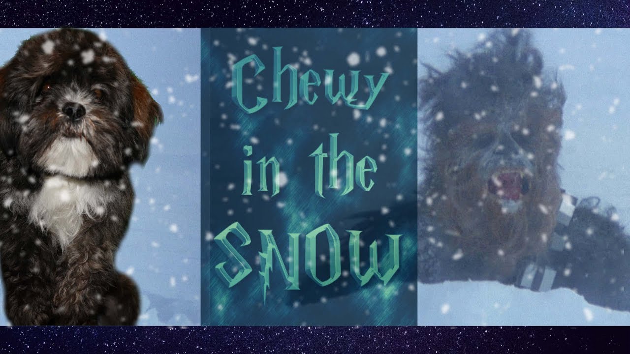 CHEWY IN THE SNOW - YouTube
