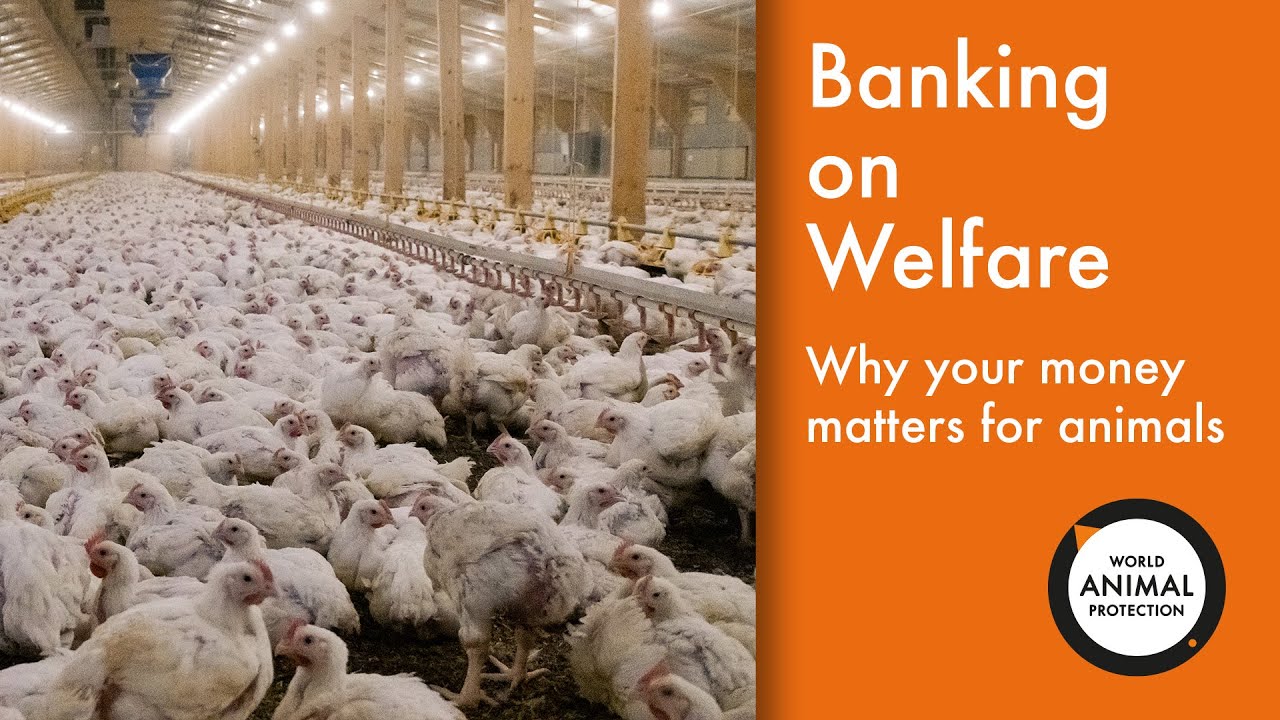Banking on welfare: Why your money matters for animals - YouTube