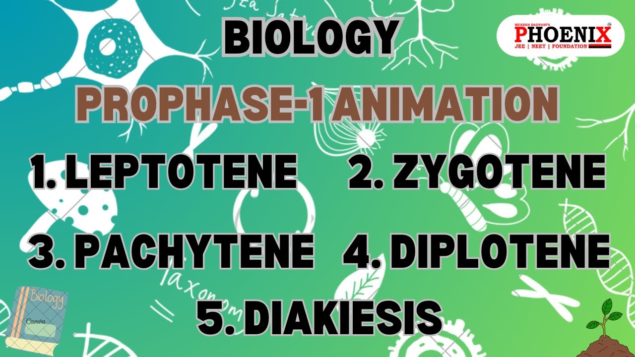 PROPHASE-1 ANIMATION🧫🩺🤯#shortsyoutube #shorts #viralshort #views ...