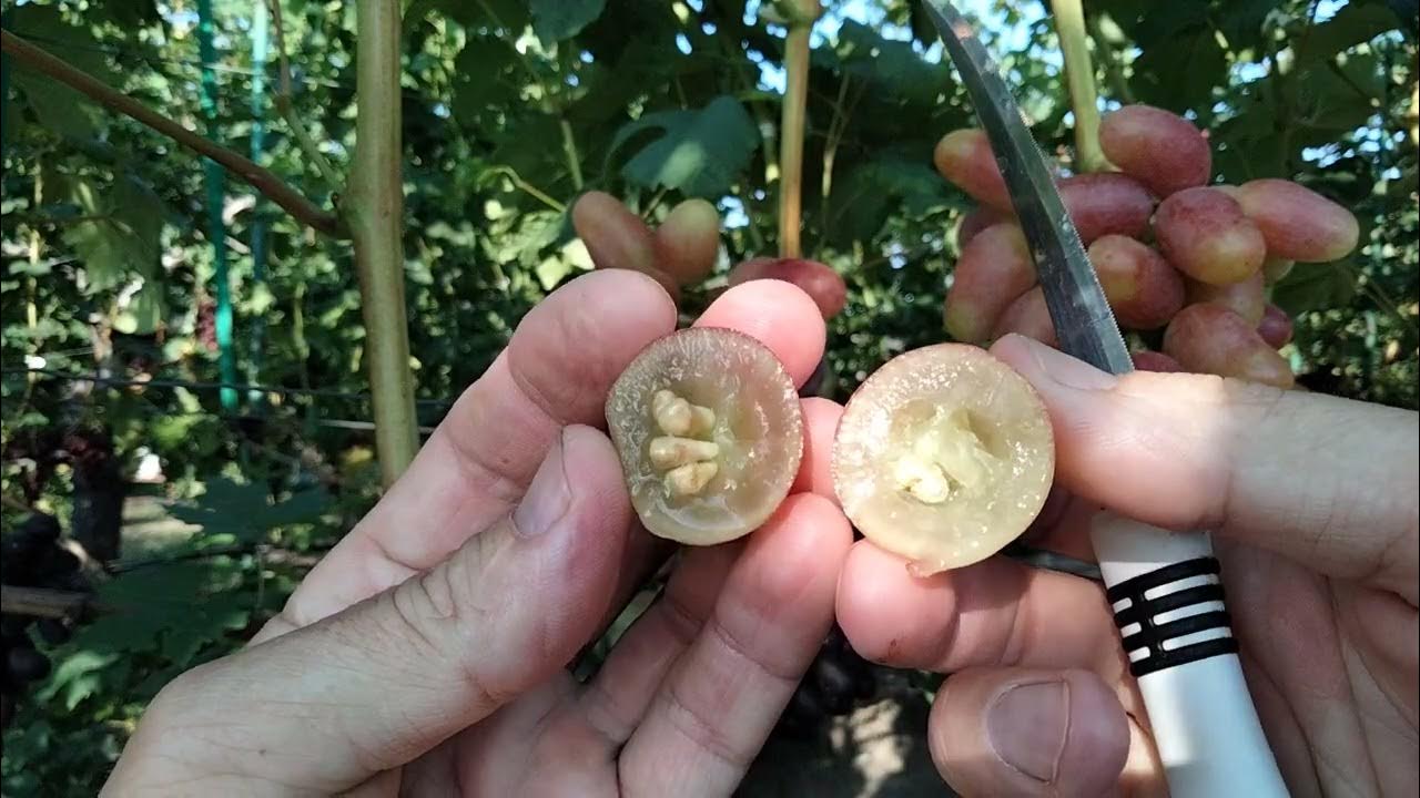 ВИНОГРАД СЕЛЕКЦИИ БУРДАКА А.В.- КНЯЗЬ ВОРОНЦОВ. - YouTube