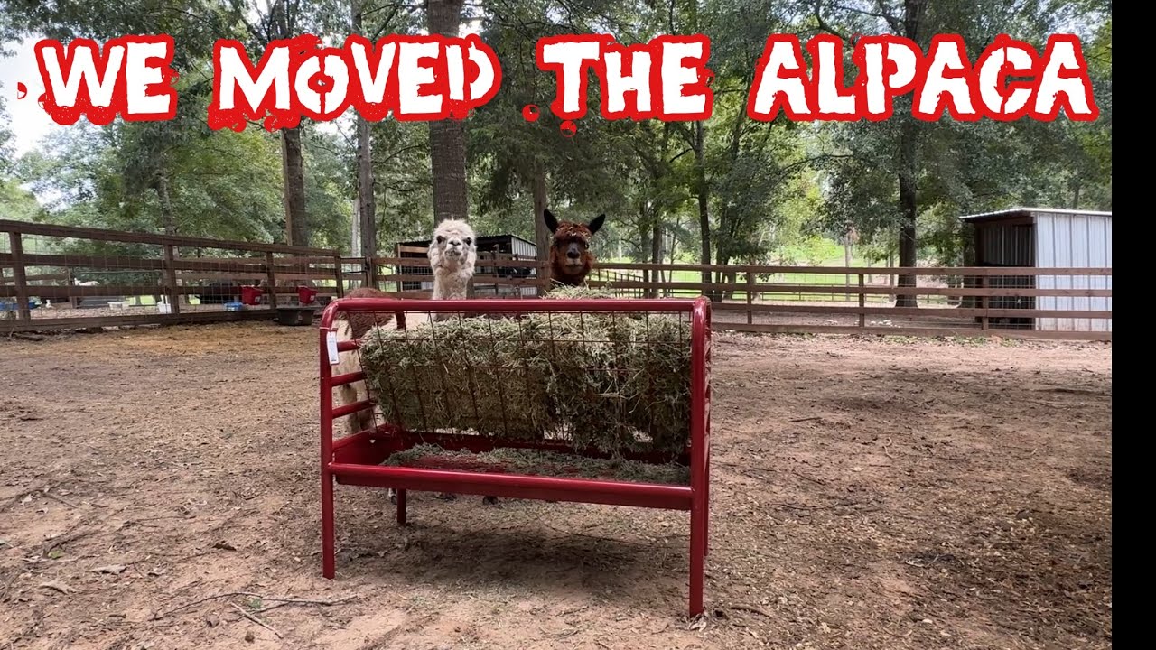 Moving Alpacas For Their Own Good - YouTube