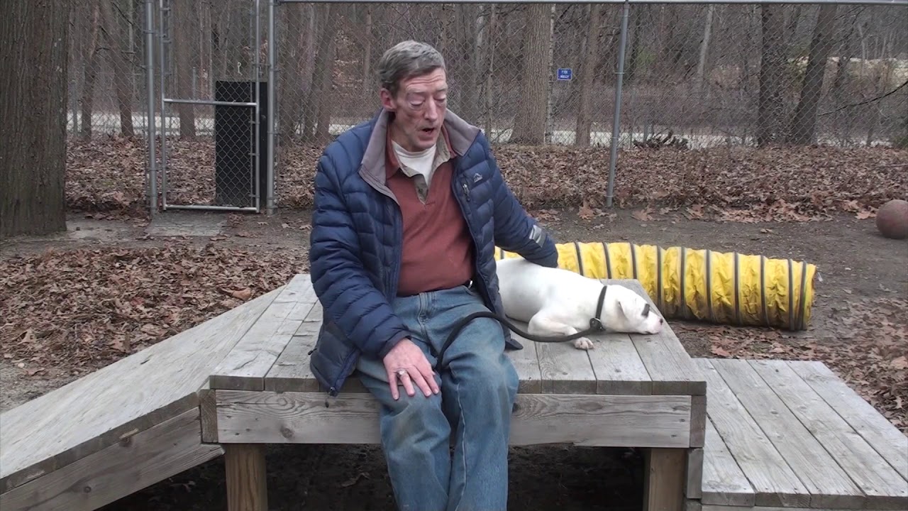 Lilly Dog Movie - YouTube