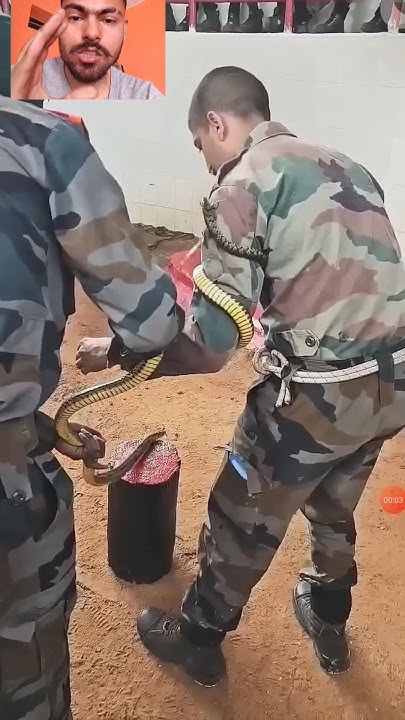 Commando Eat A SNAKE 🐍 #army #motivation #shortsviral #cobra #nsg - YouTube