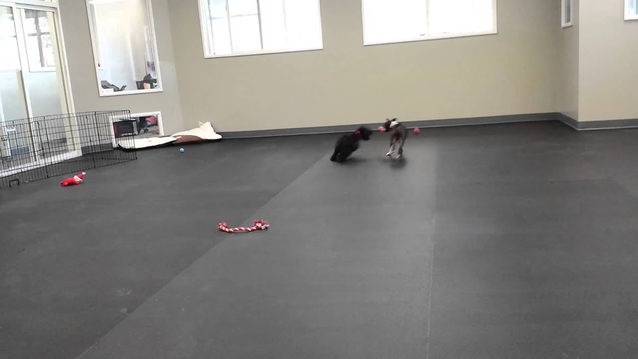 Rst dogs playing - YouTube