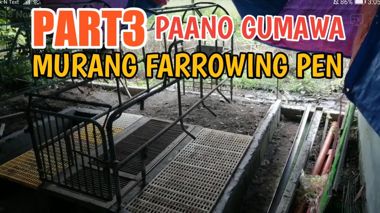 Pig Farming: How to make MURANG FARROWING PEN (PART 3) - YouTube