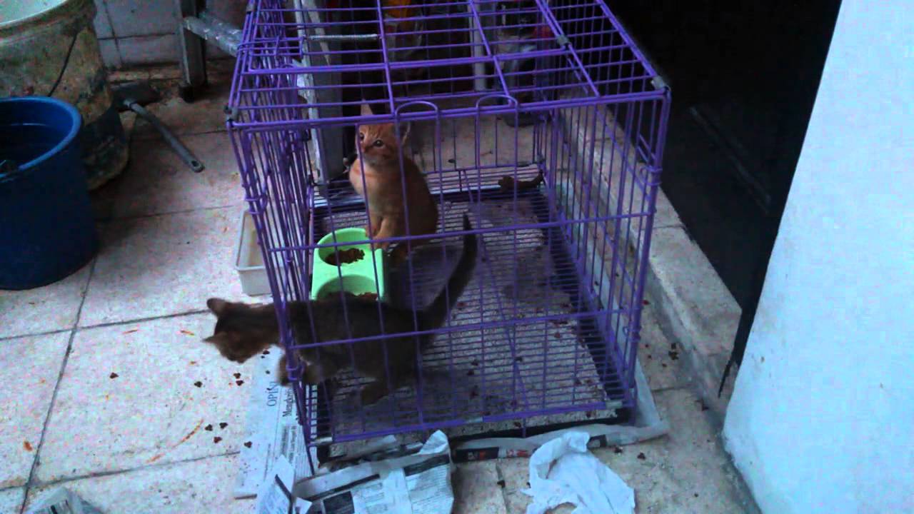 funny kitten try to escape from its cage - YouTube
