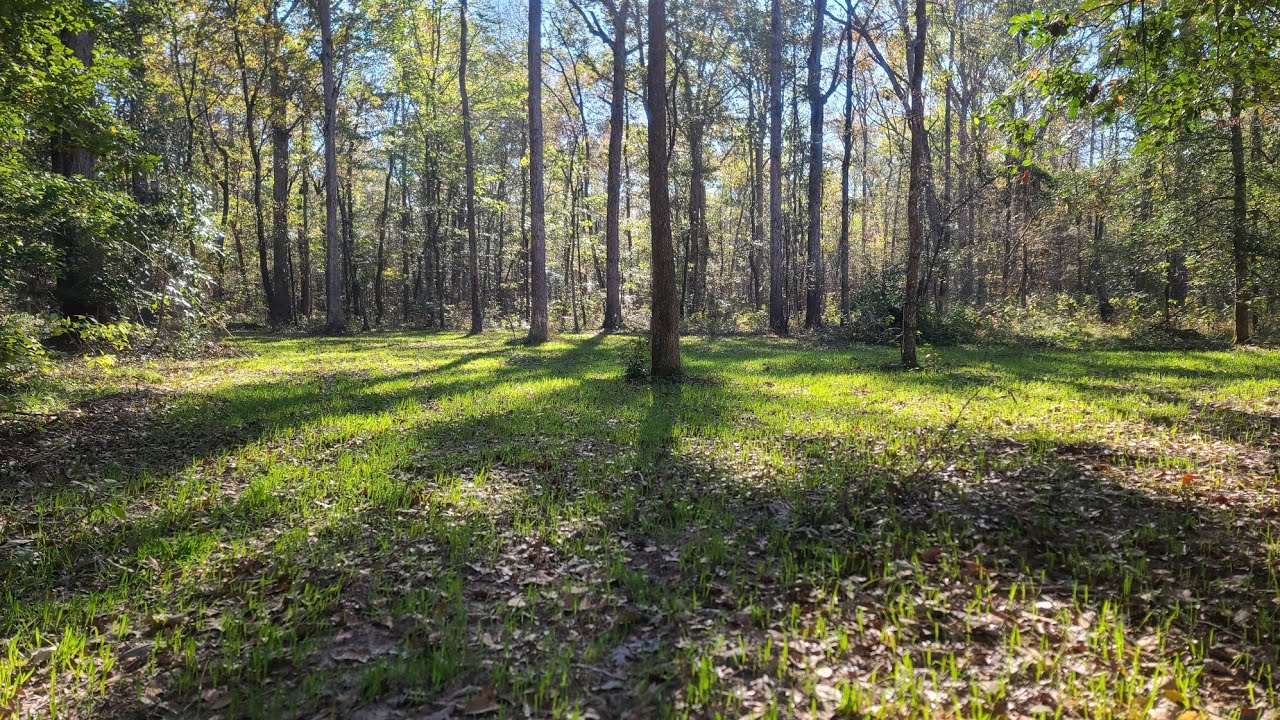 New Food Plot Update and Stand Placement - YouTube