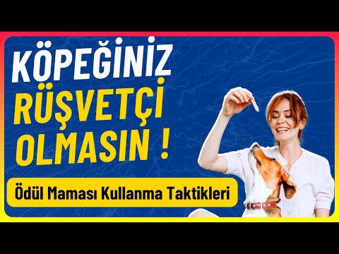 Köpeğiniz Rüşvetçi Olmasın ! | Köpek Eğitimi