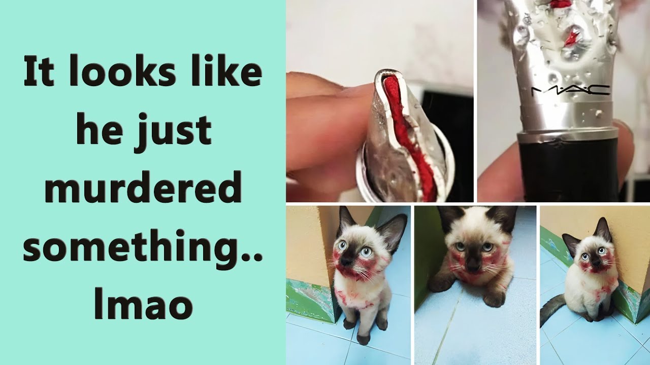 50 Hilariously Derpy Cats That Will Leave You Crying With Laughter New ...