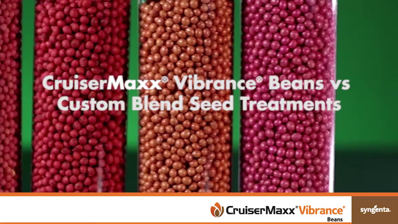 CruiserMaxx Vibrance Beans Vs. Custom Blend Seed Treatments - YouTube