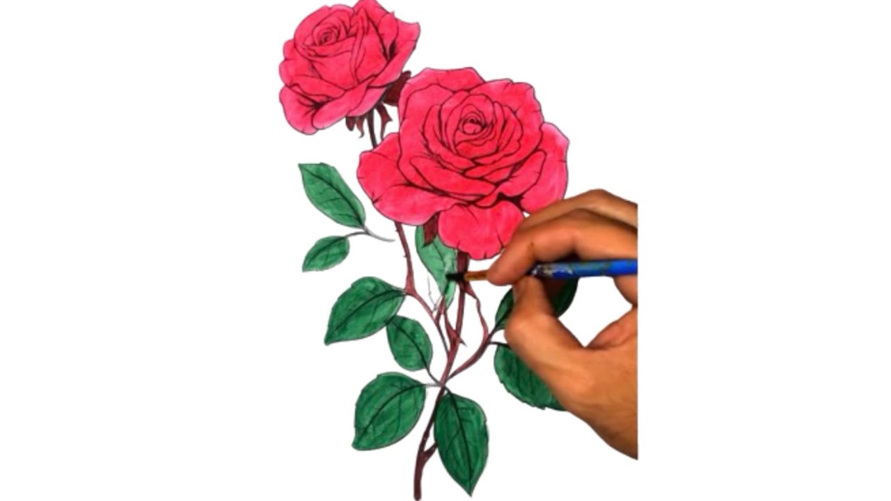 Red Flower Drawing | How To Draw Red Rosses | Realistic Red Rose ...