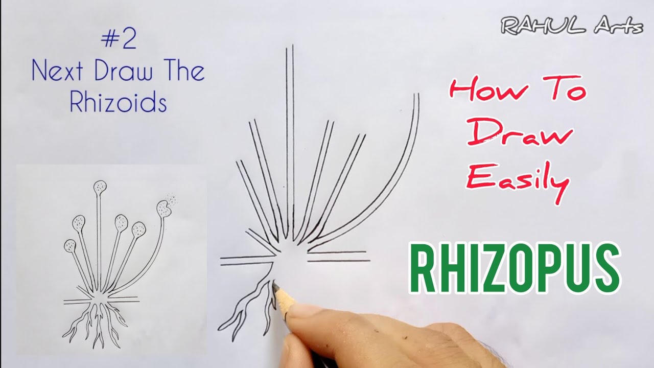 How to draw Rhizopus ; Spore Formation | labelled diagram of Rhizopus ...