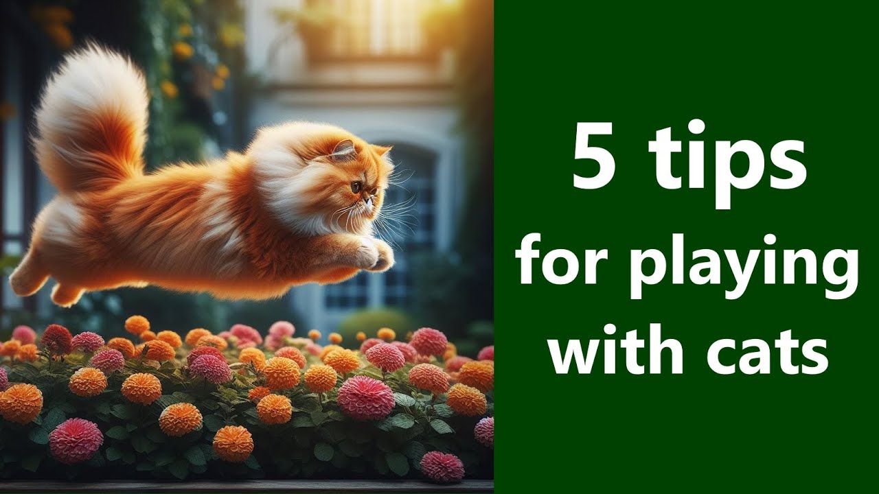 5 Tips Bermain Dengan Kucing - 愛猫家 - YouTube