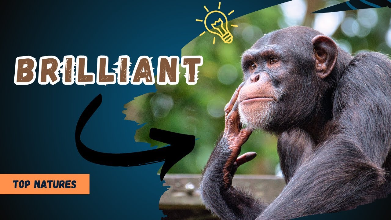 Genius Animals | Top 5 smartest animals | Top Natures - YouTube