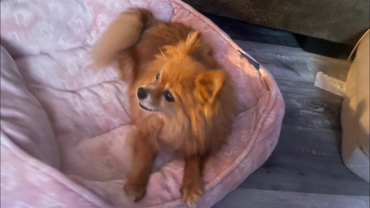 Layla Smells Food Being Cooked. Nice. - YouTube