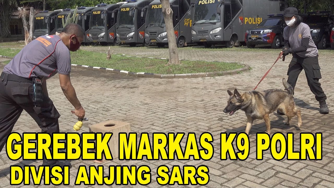 GEREBEK MARKAS K9 POLRI - ANJING PENYELAMAT SAAT BENCANA - YouTube