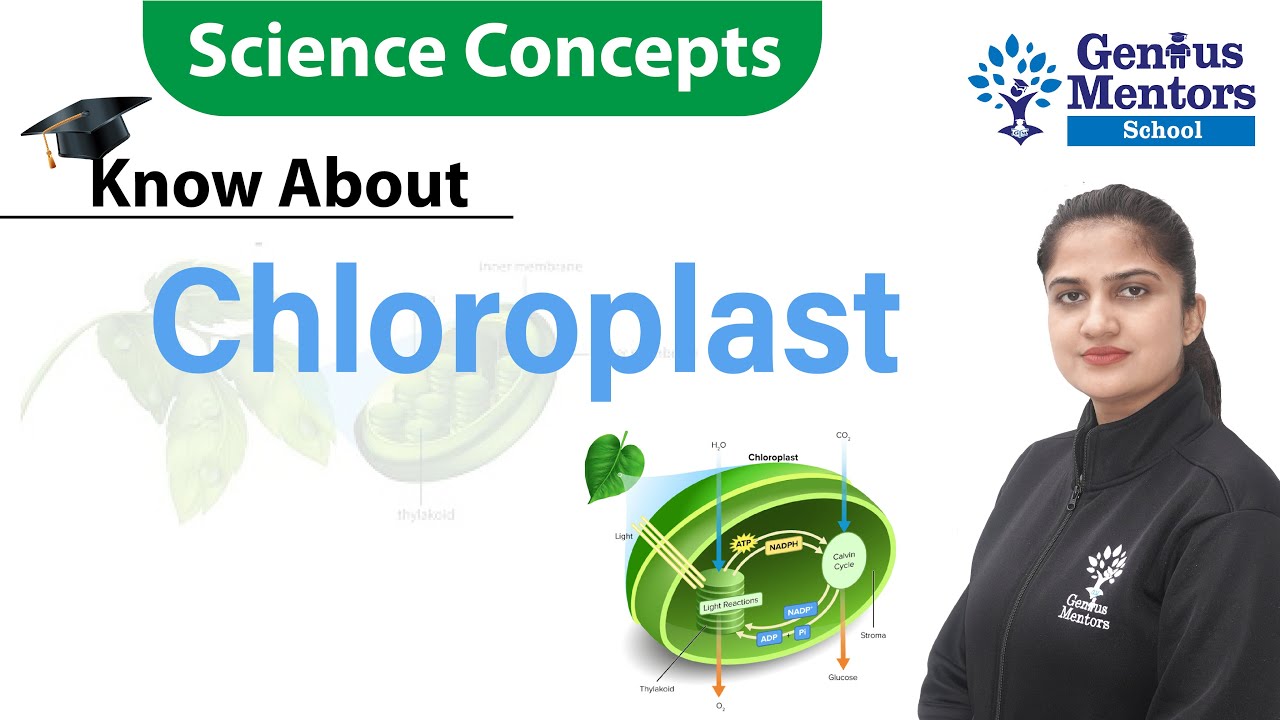 What is Chloroplast || Cell | Biology | Science Concept | Genius ...
