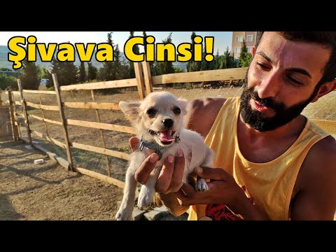 Misafir Köpek Bobi!-Kümesin Son Durumu!.-#Tekirdağ#Civciv#şivava#kümes#hindi#ördek