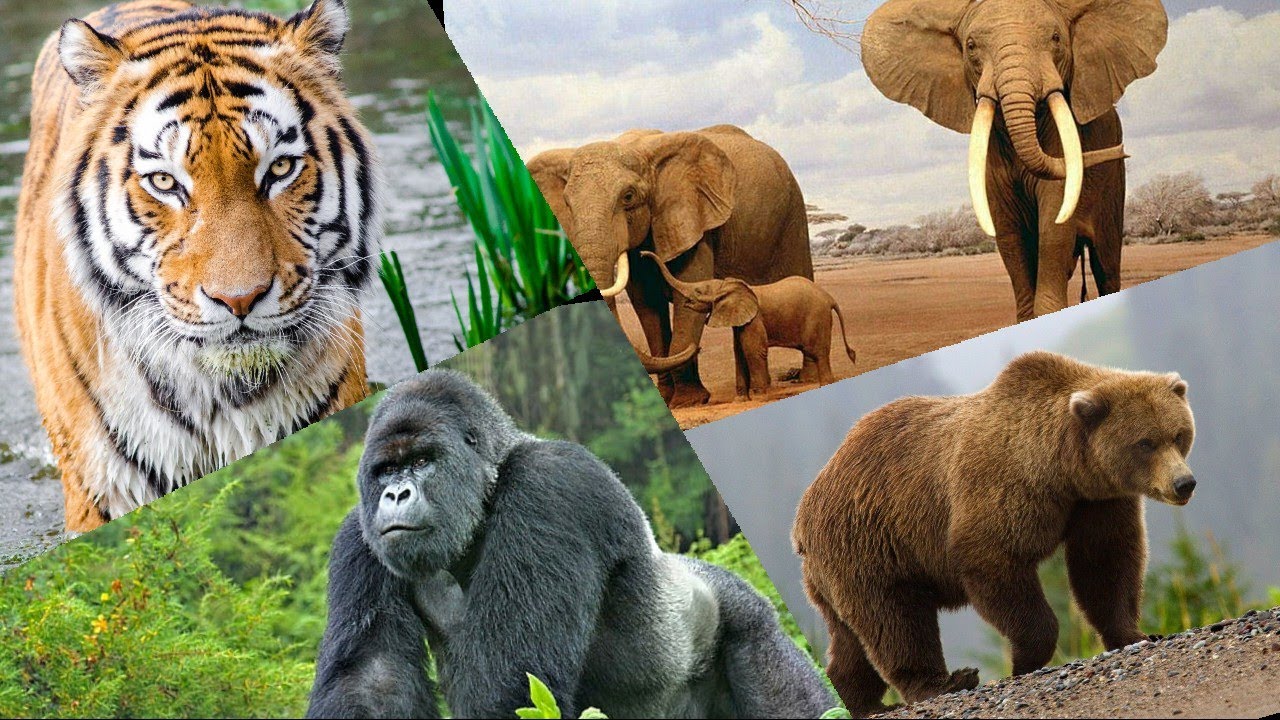 Top 5 most strongest animals in the world 😱#TheVloggerAswath - YouTube