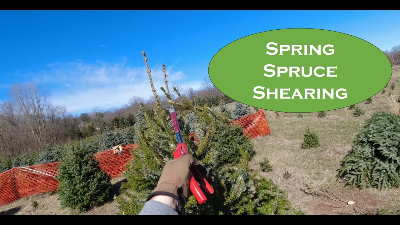 Pruning Perfection: Transform Your Spruce Christmas Tree with Shearing ...