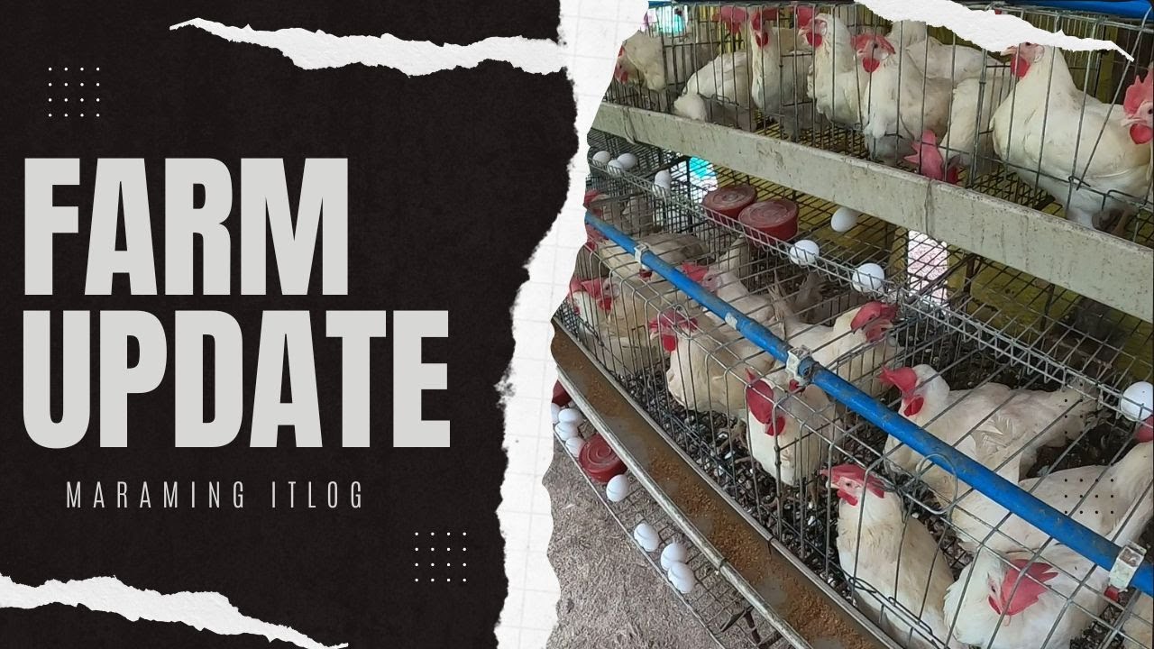 MARAMING ITLOG ANG ATING MGA MANOK + NAGPAGAWA NA KAMI NG BAHAY PARA SA ...