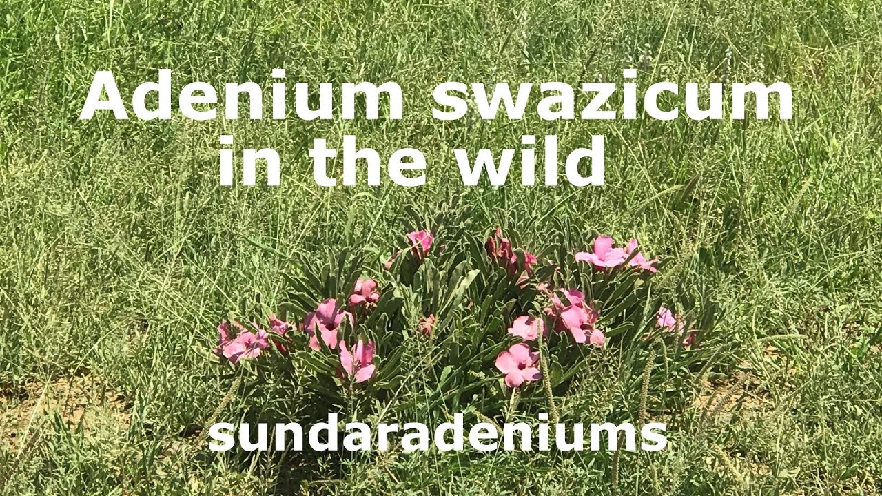 Adenium swazicum in the wild - YouTube