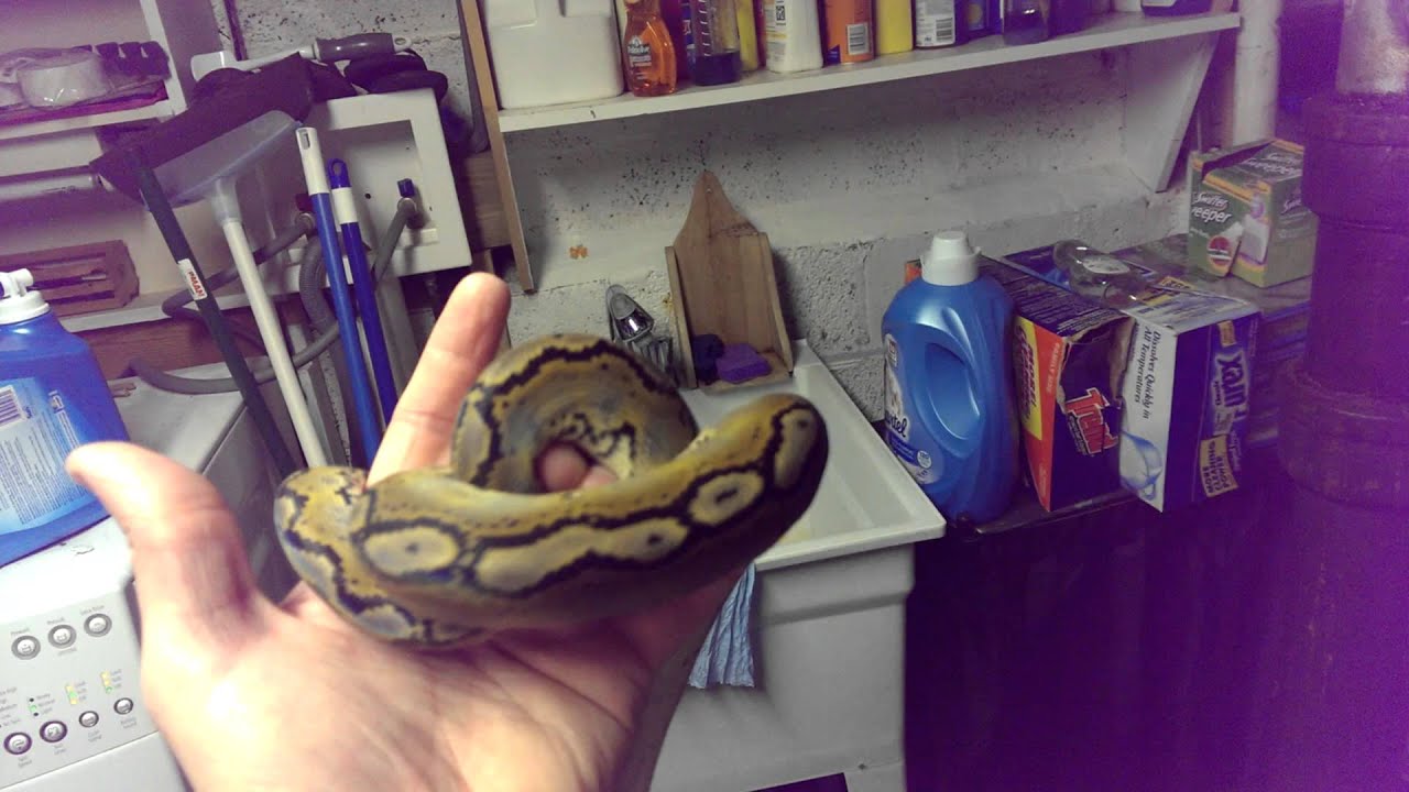 female motley retic at 5 months - YouTube