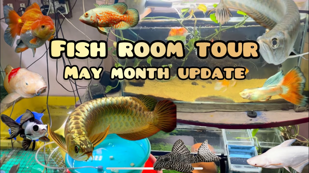🤩FISH ROOM TOUR🐠| ALL MY FISH IN SINGLE VIDEO🥳| MAY MONTH FISH ROOM ...