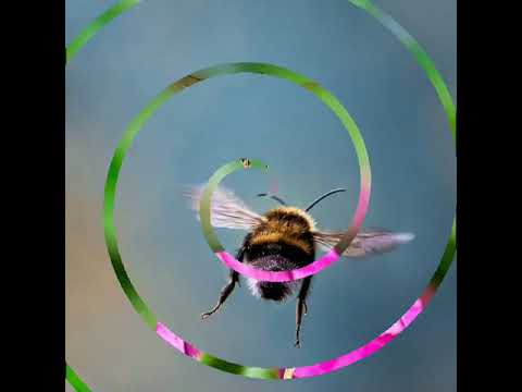 Flight of the Bumblebee - YouTube