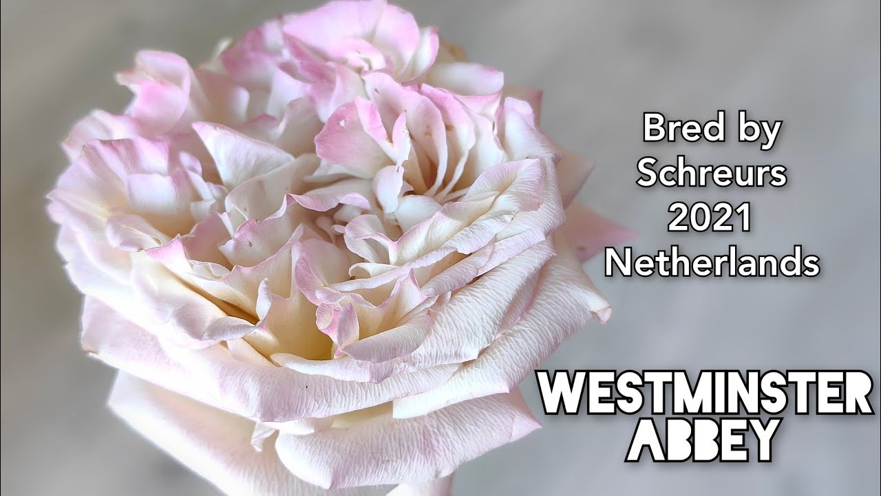 WESTMINSTER ABBEY ROSE plant by SCHREURS 2021 Netherlands バラ ウェストミンスター ...