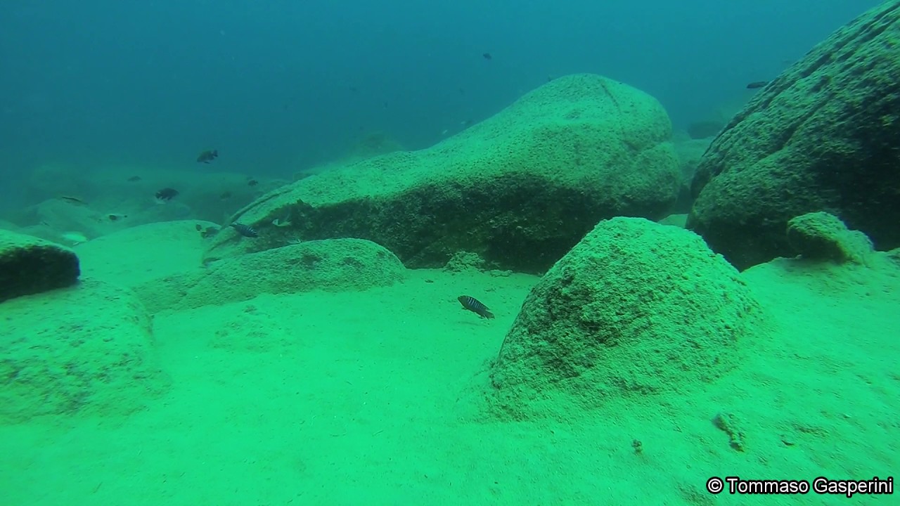 Tropheops sp. 'membe' at Likoma Island - YouTube