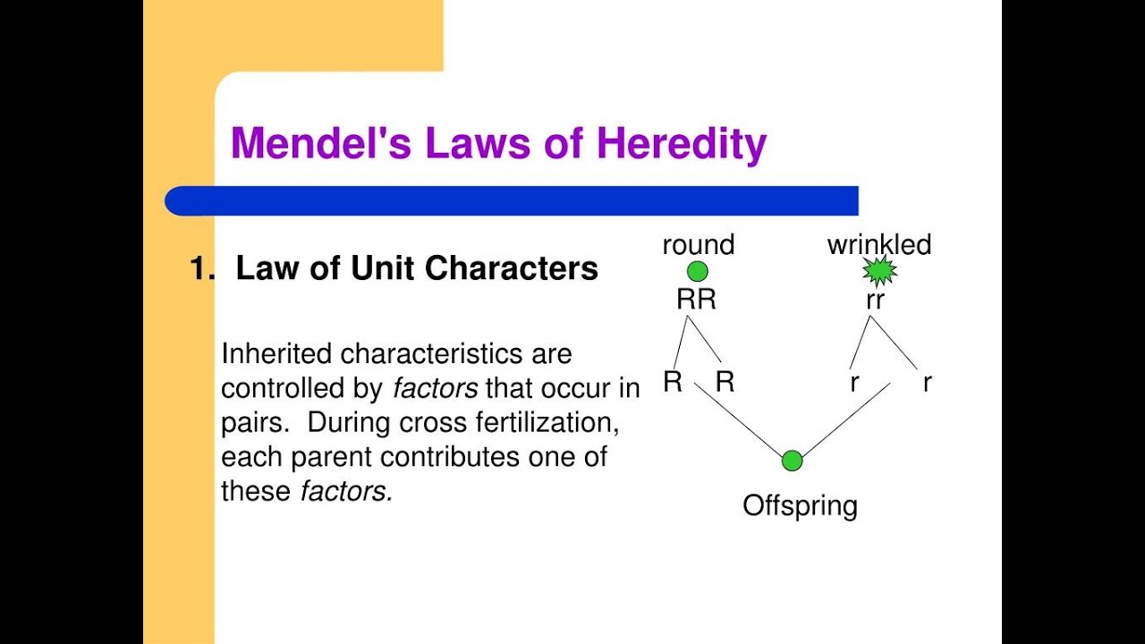 Law of Unit inheritance / Mendel's 1st law of genetics - YouTube