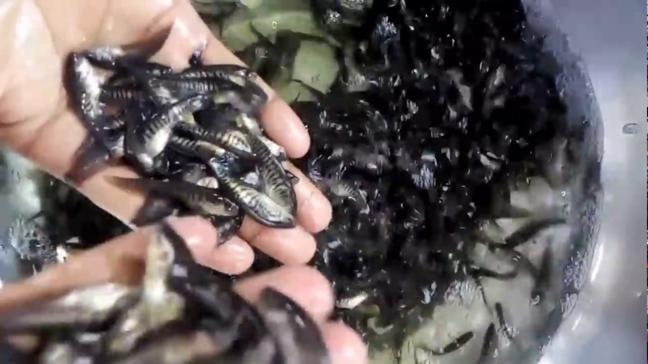 Chital fish Farming in Bangladesh - YouTube