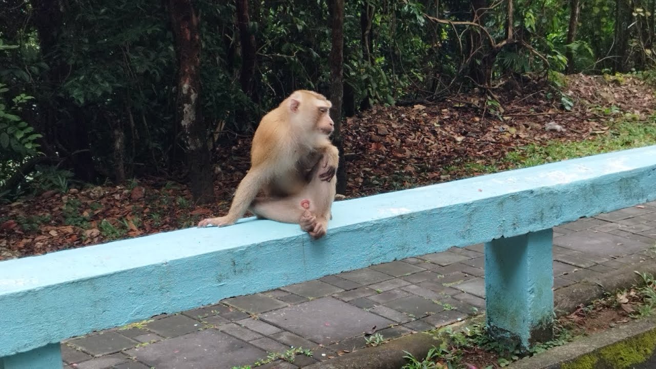 Monkey Hill Viewpoint - YouTube