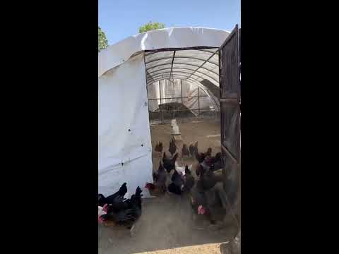 Chicken Flood! - YouTube