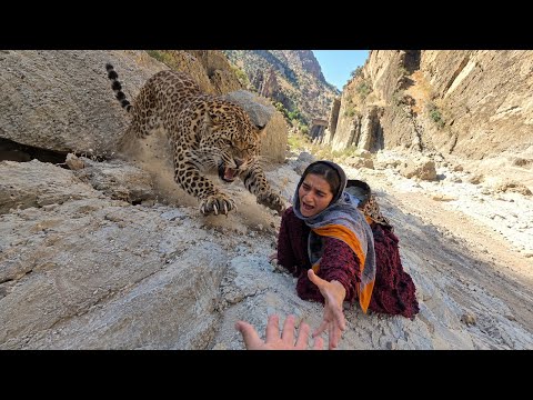 🐆⛰️ Zeinab’s Battle with a Leopard in the Zagros Mountains | Surviving Life in Harsh Conditions! 😱🔥
