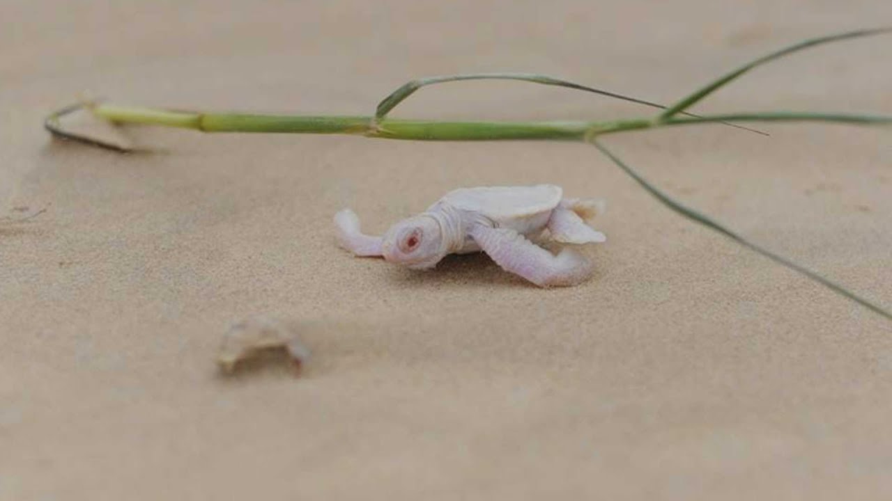 Rare Albino Turtle Found In Australia - YouTube