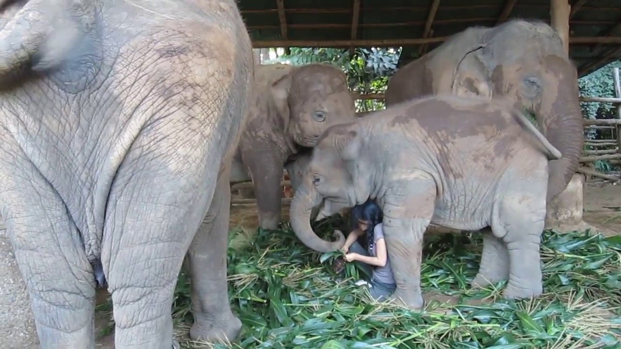 Lek et Faa Mai - Elephant Nature Park - Chiang Mai - Thailande - YouTube