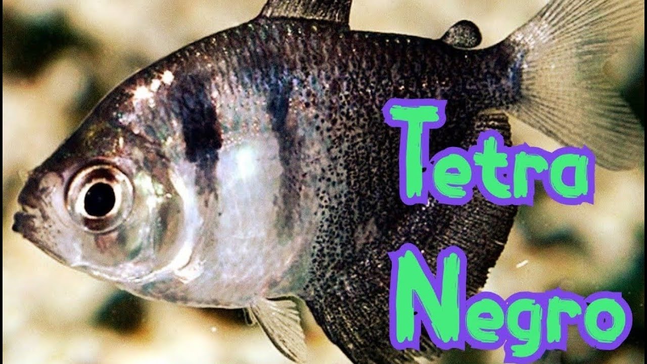 ¿Como cuidar Peces Monja o Tetras Negro? - YouTube