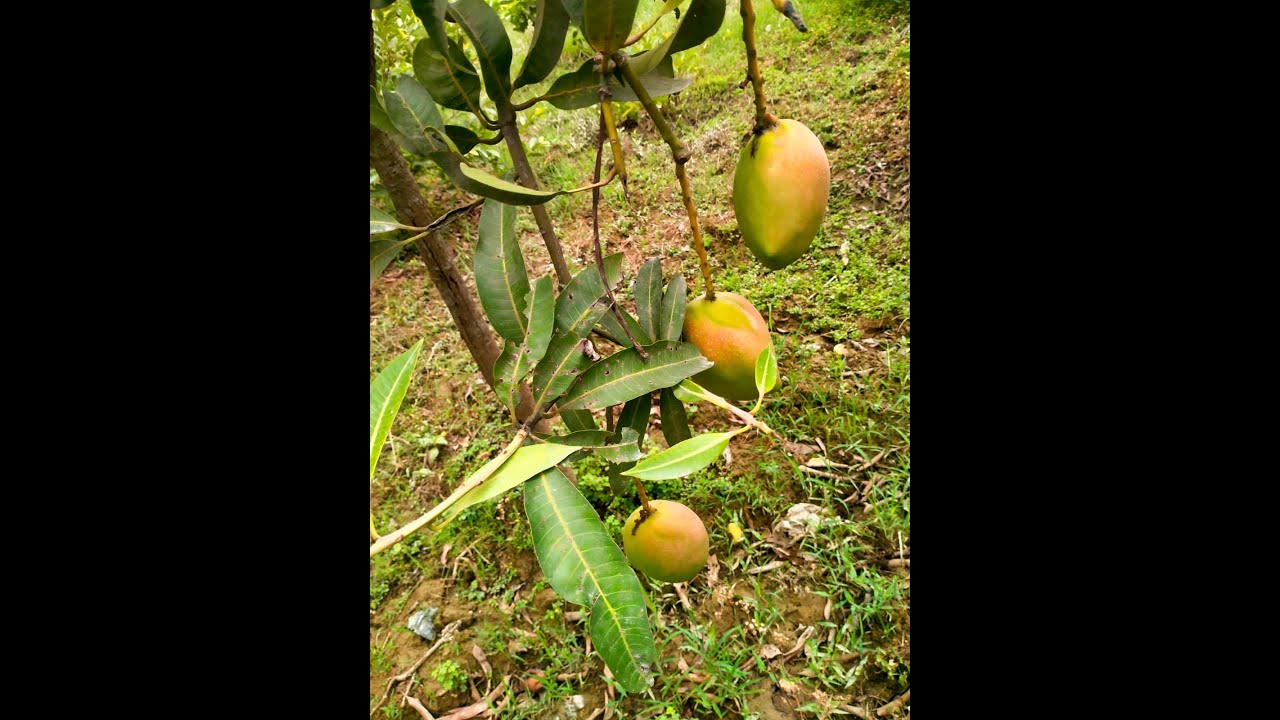 ambika mango plant arunika mango plant available Rais ahemad nursery co ...