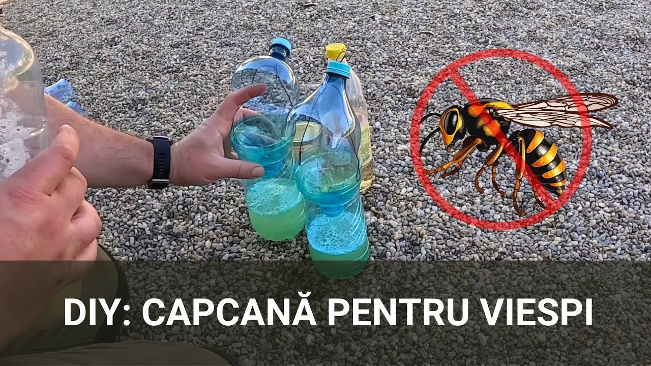 DIY Cum faci o capcană pentru viespi dintr-o sticlă de plastic & o ...